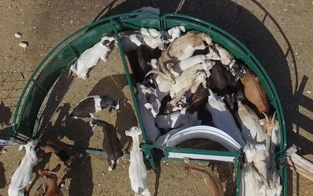 SG100 - Sheep & Goat Handling System - Lakeland Farm And Ranch US