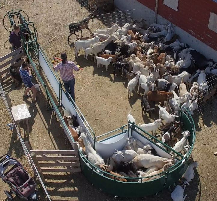 SG300- Sheep/Goat Handling System - Lakeland Farm And Ranch US