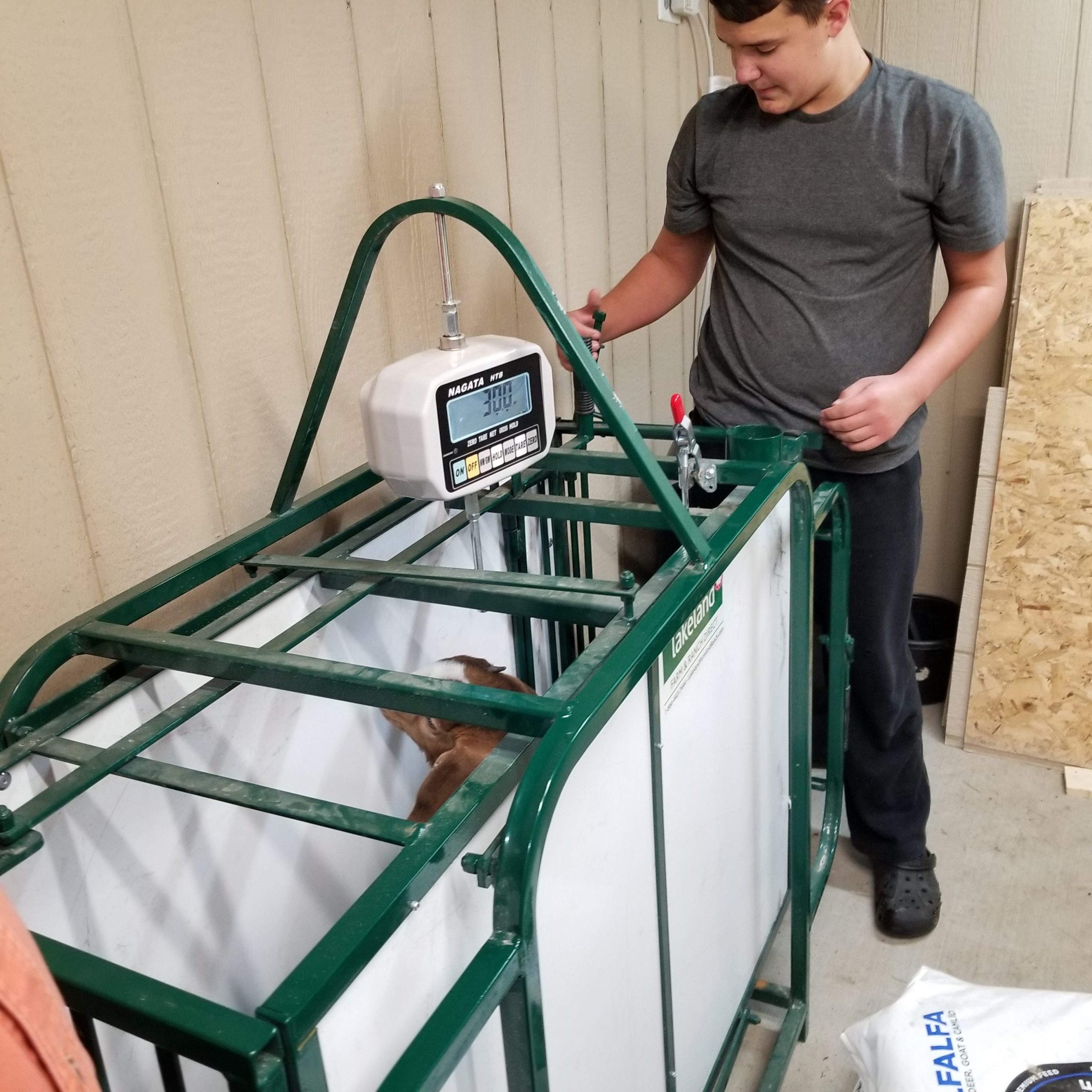 Sheep & Goat Weigh Scale with DIGITAL Scalehead - Lakeland Farm And ...