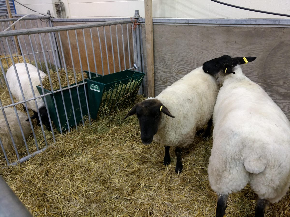 Small Hay Rack - Lakeland Farm And Ranch US