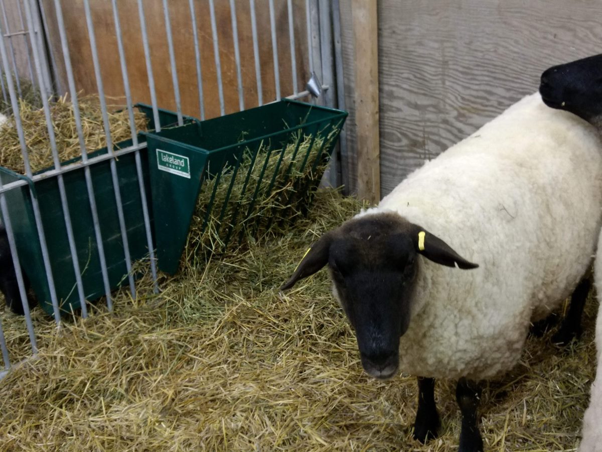 Small Hay Rack - Lakeland Farm And Ranch US