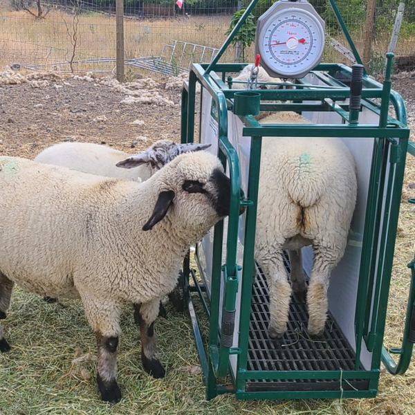 All Sheep & Goat Weighing Equipment Products - Lakeland Farm & Ranch Direct