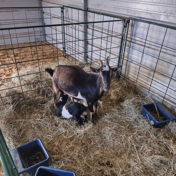 All Penning Products - Lakeland Farm & Ranch Direct