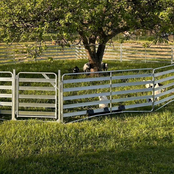 Sheep & Goat Panels and Gates for Sale in the USA