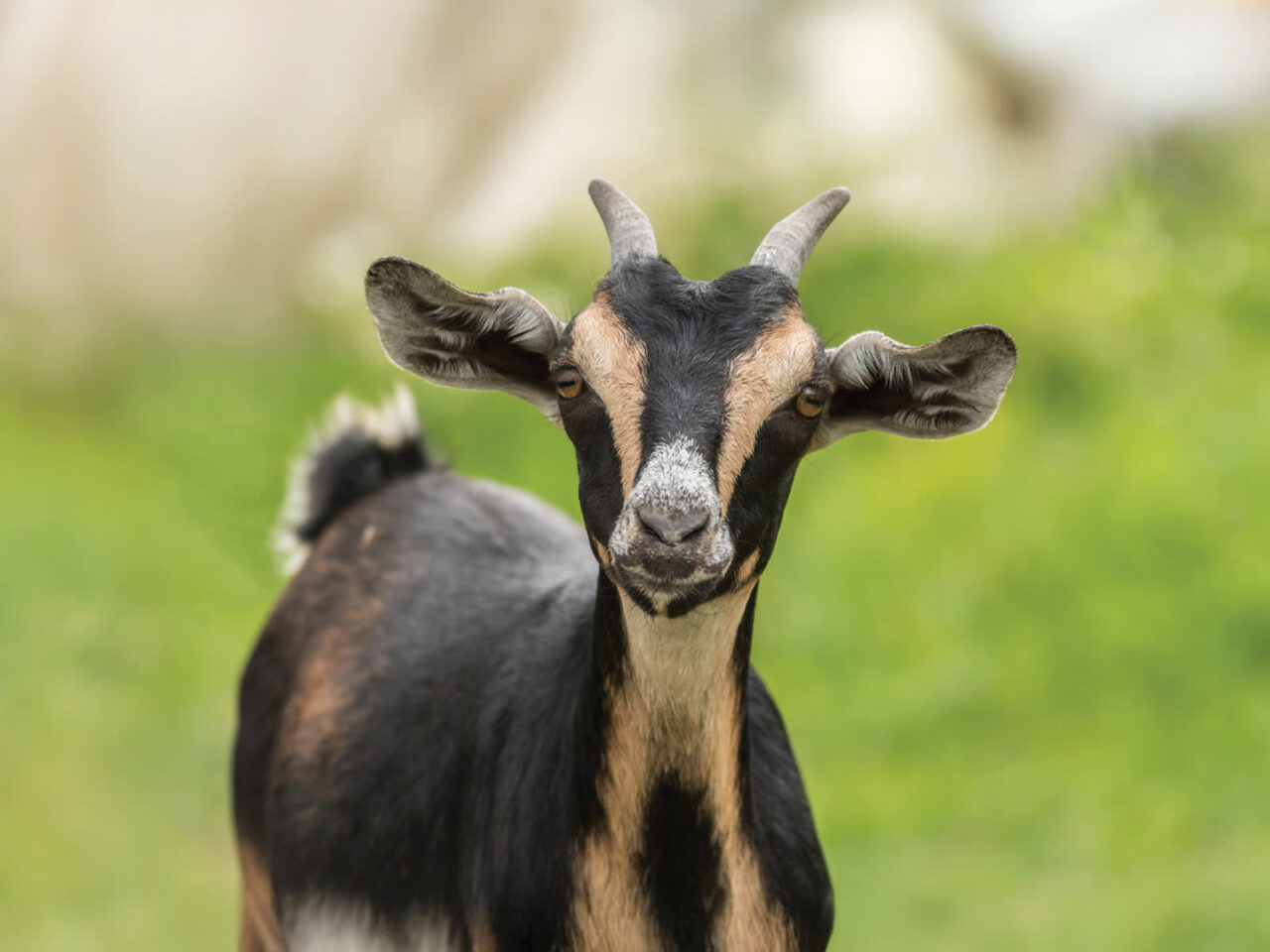 Your Guide to Safe Animal Handling