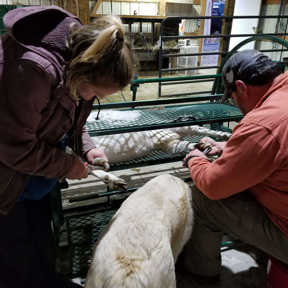 Sheep & Goat Handling Equipment