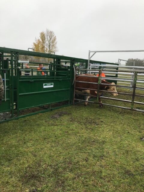 Cattle - Lakeland Farm & Ranch Direct