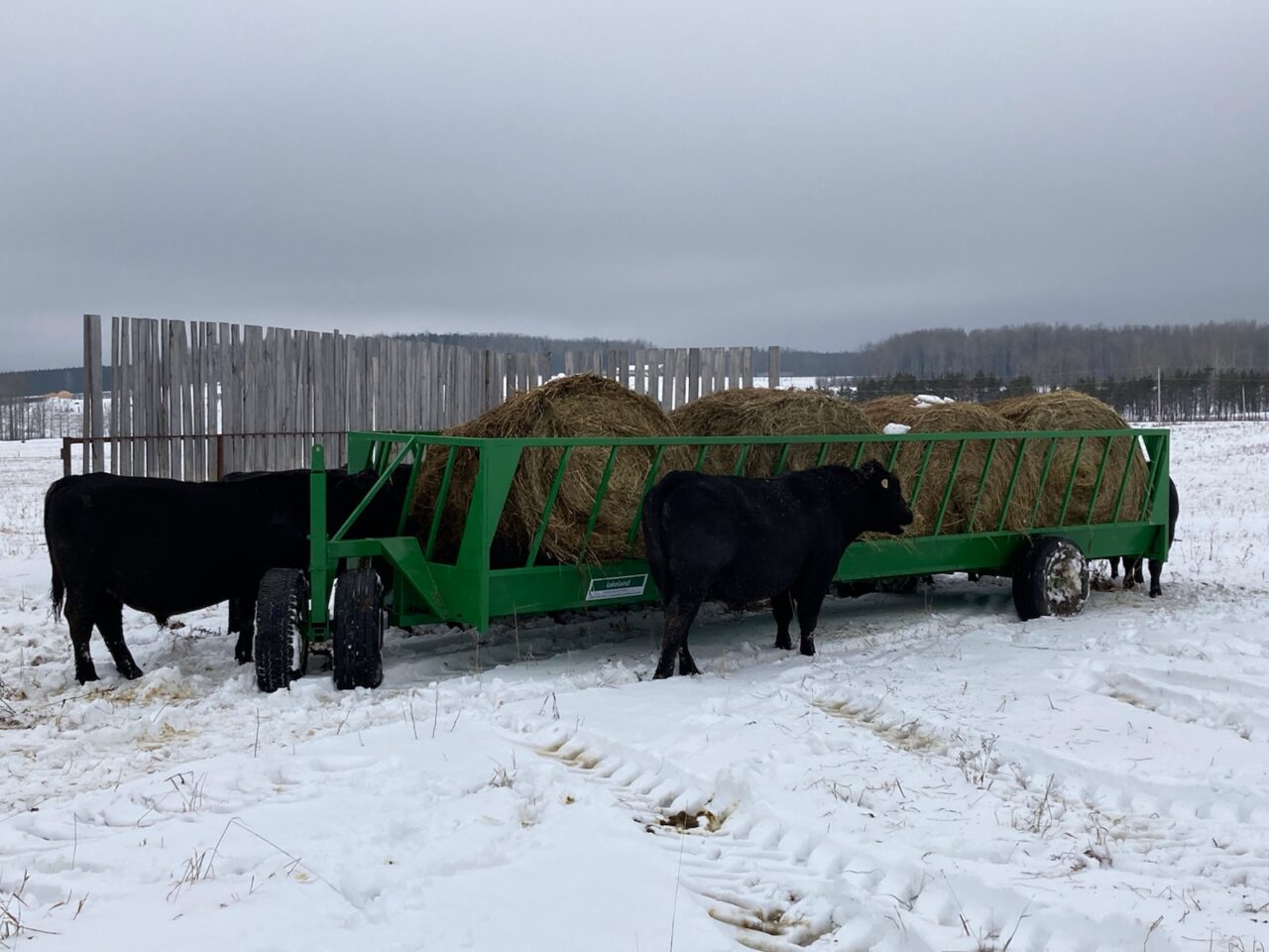 Cattle - Lakeland Farm & Ranch Direct