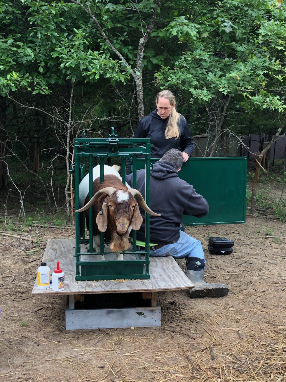 Sheep & Goat Handling Equipment