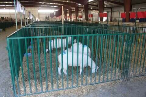 Sheep & Goat Handling Equipment