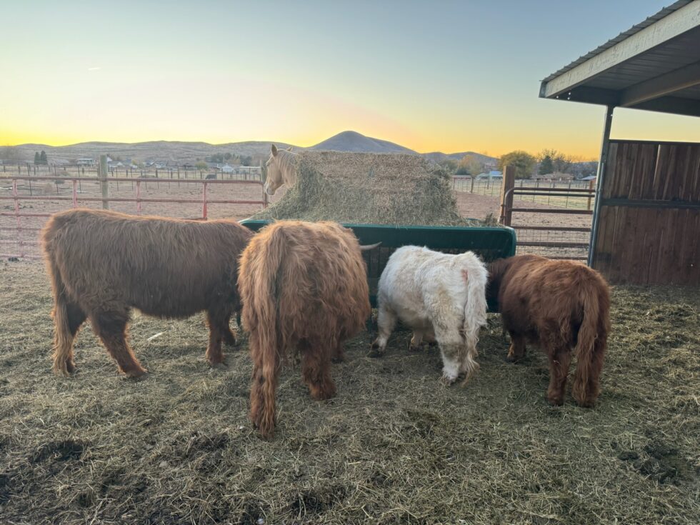 Sheep & Goat Handling Equipment